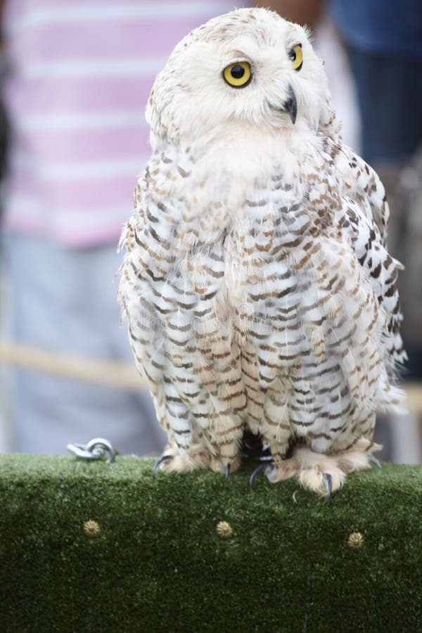 White owl with yellow eyes stock image. Image of careful - 181539913