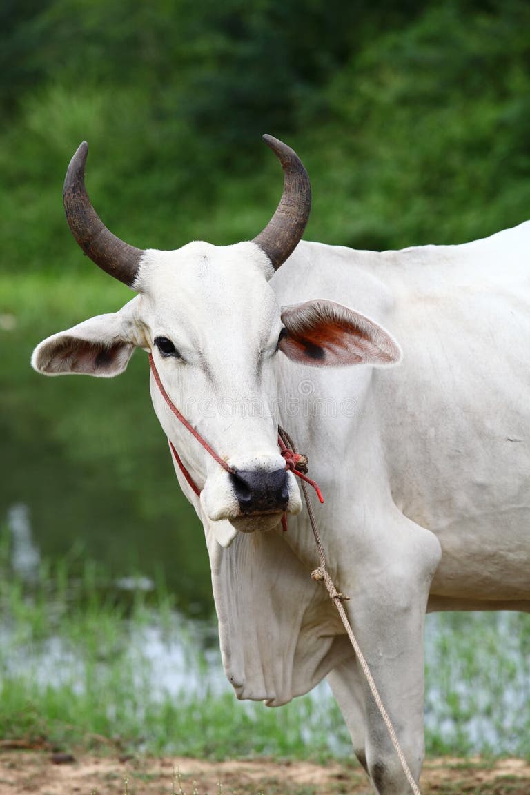 5,511 White Ox Stock Photos - Free & Royalty-Free Stock Photos from ...