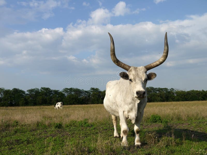 White ox stock photo. Image of natural, grazing, mammal - 28677600