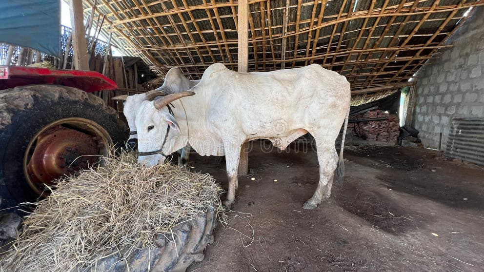 White ox eating in a barn stock image. Image of meadow - 266585963