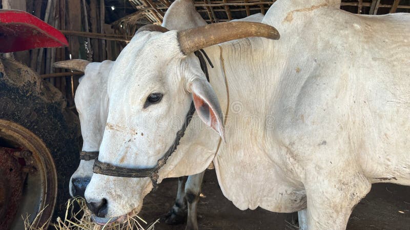 White ox eating in a barn stock image. Image of horn - 266585967