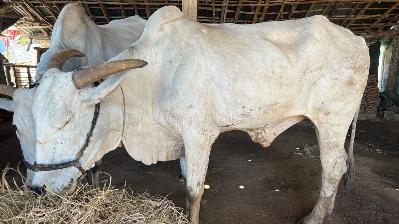 White ox eating in a barn stock image. Image of animal - 266585973