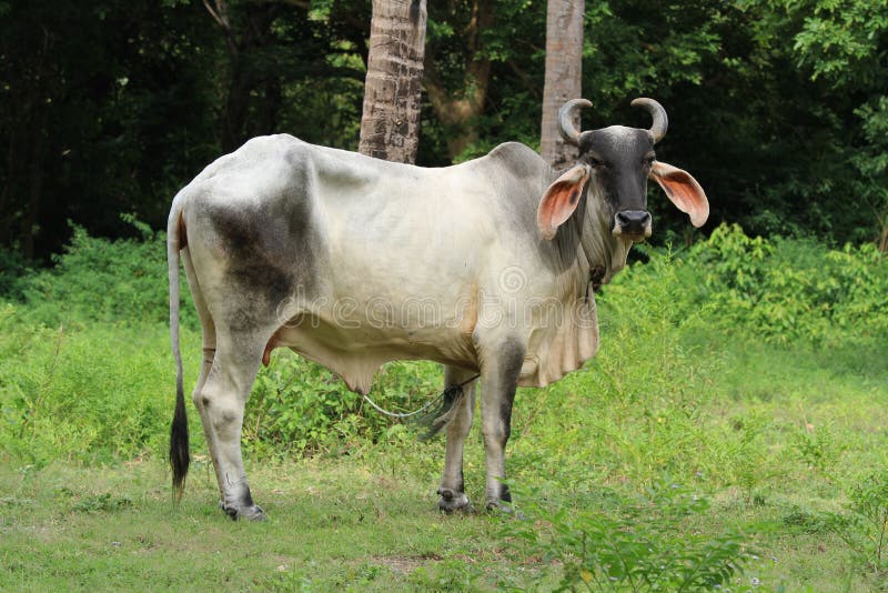 4,011 White Ox Photos - Free & Royalty-Free Stock Photos from Dreamstime