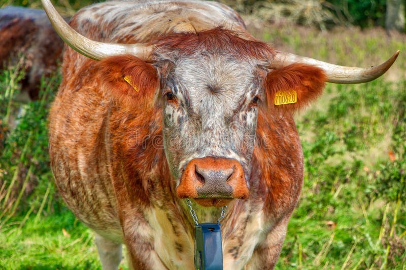 White Ox in a Lush Green Field, Gazing Ahead Stock Image - Image of ...
