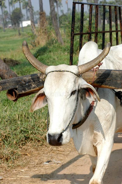 White ox pulling cart stock photo. Image of horns, agricultural - 7713620