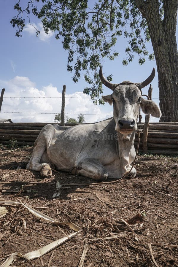 White Ox Sitting on a Field in a Village Stock Photo - Image of white ...
