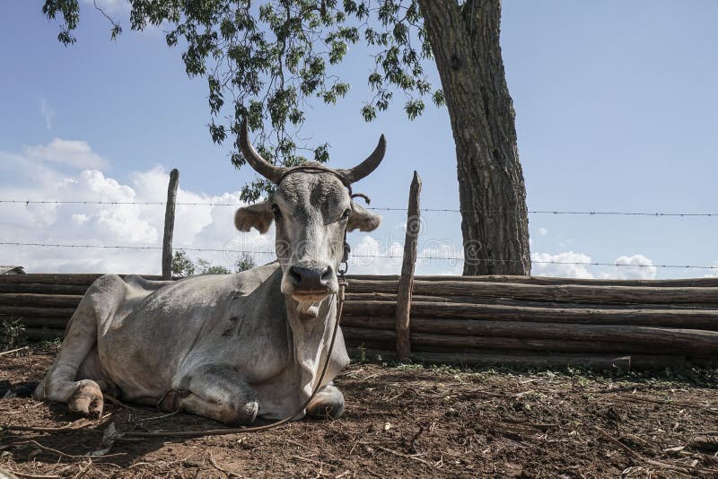 4,011 White Ox Photos - Free & Royalty-Free Stock Photos from Dreamstime