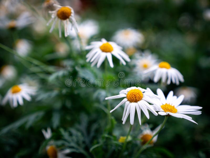 White Oxeye Daisy Flowers are Beginning Stock Image - Image of flower ...