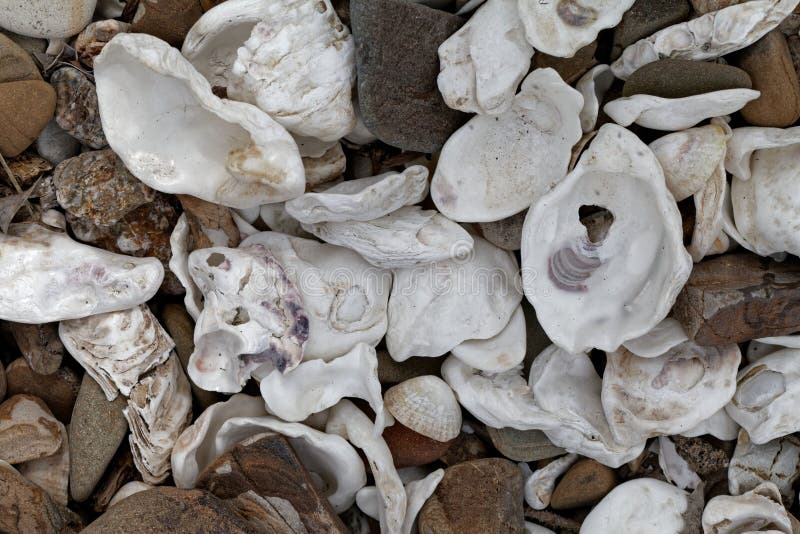 White Oyster Shells with Pebbles Stock Photo - Image of animal ...
