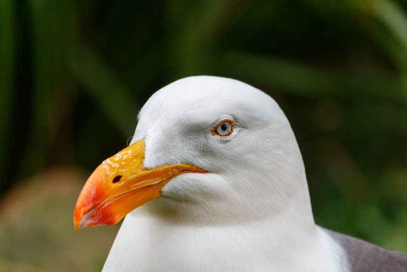 White Pacific Seagull Close Up Head Portrait Stock Photo - Image of ...