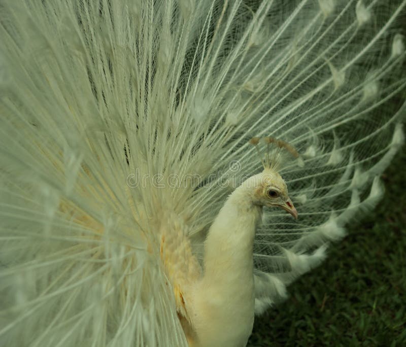 White pacock stock image. Image of leaf, nature, chicken - 222059371
