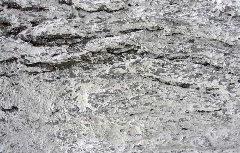 White Painted Rough Bark of Tree Stock Image - Image of shopping ...