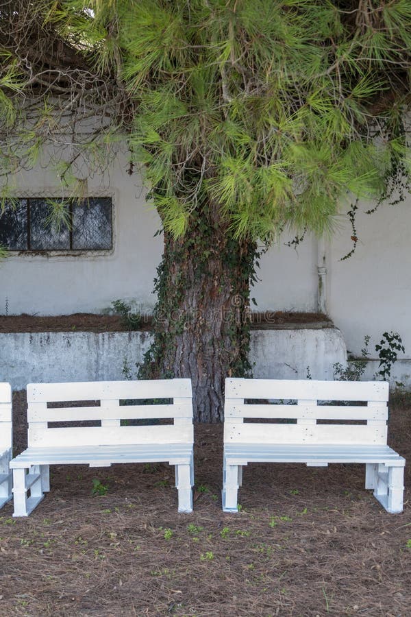 White Painted Wooden Benches Made from Pallets in the Shade of a Huge ...