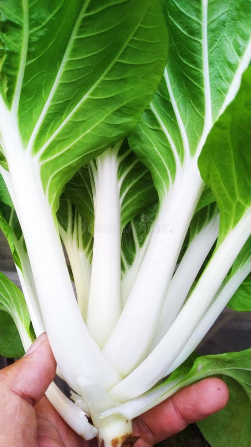 White pak choy stock image. Image of white, vegetables - 264193805