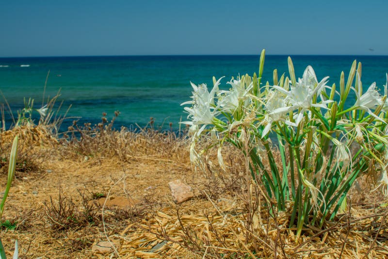 White Pancratium Maritimum on the Beach, Crete Island, Greece Stock ...