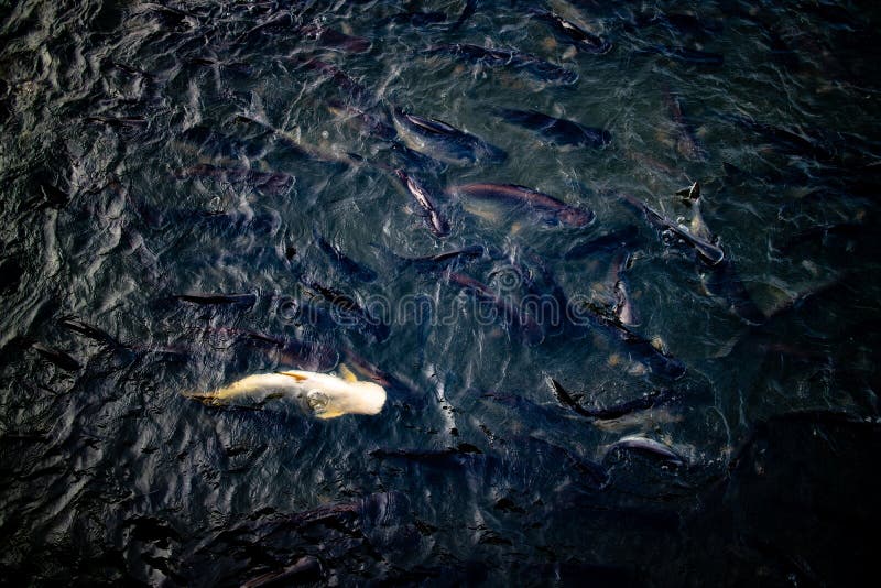 White Pangasius Fish among Normal Fish in the Fresh River Stock Photo ...