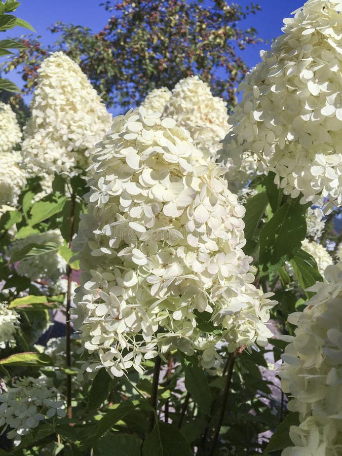 White Panicle Hydrangea, Hydrangea Paniculata, in Summer Stock Image ...