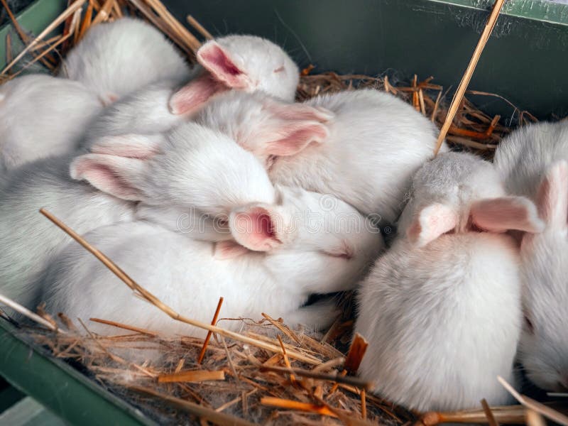 White Pannon Rabbit Breed. Several Young Rabbits are Sleeping in a Box ...