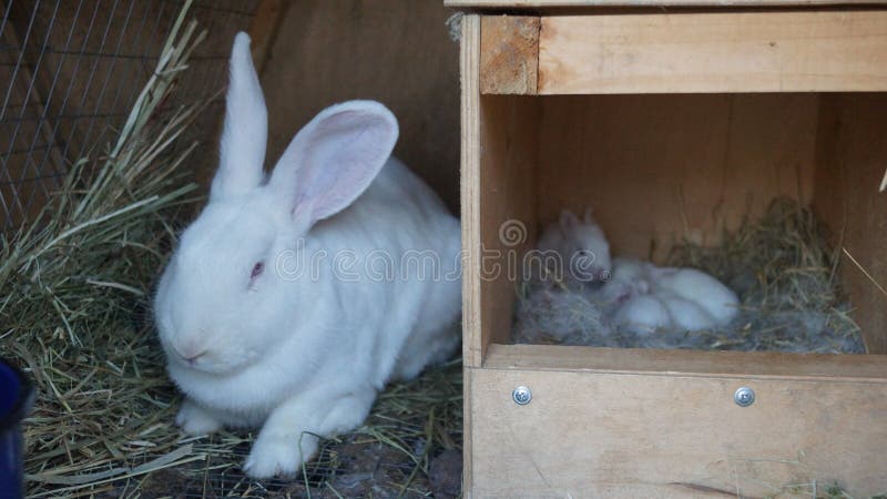 White Panon, Young White Rabbit,rabbitry, Keeping Rabbits Stock Image ...