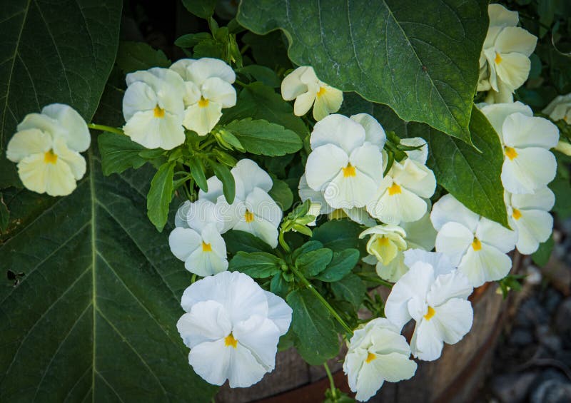 White Pansies Blooming in Spring Stock Photo - Image of pansies, flora ...
