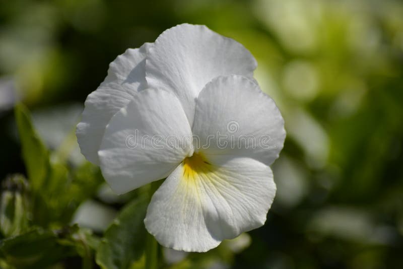 White pansy flower stock image. Image of beauty, bloom - 53338293