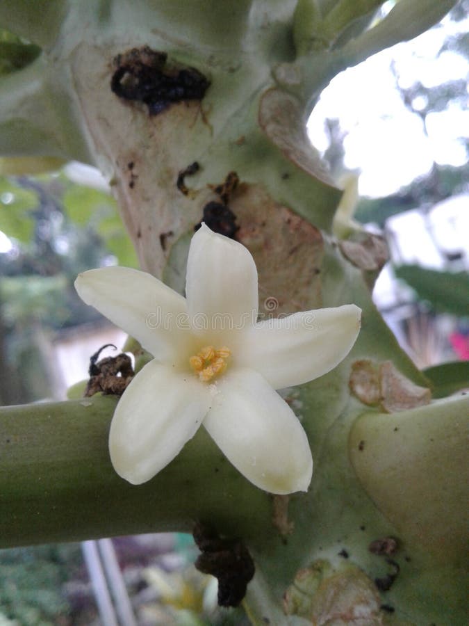 A white papaya flower stock image. Image of flora, white - 248185347