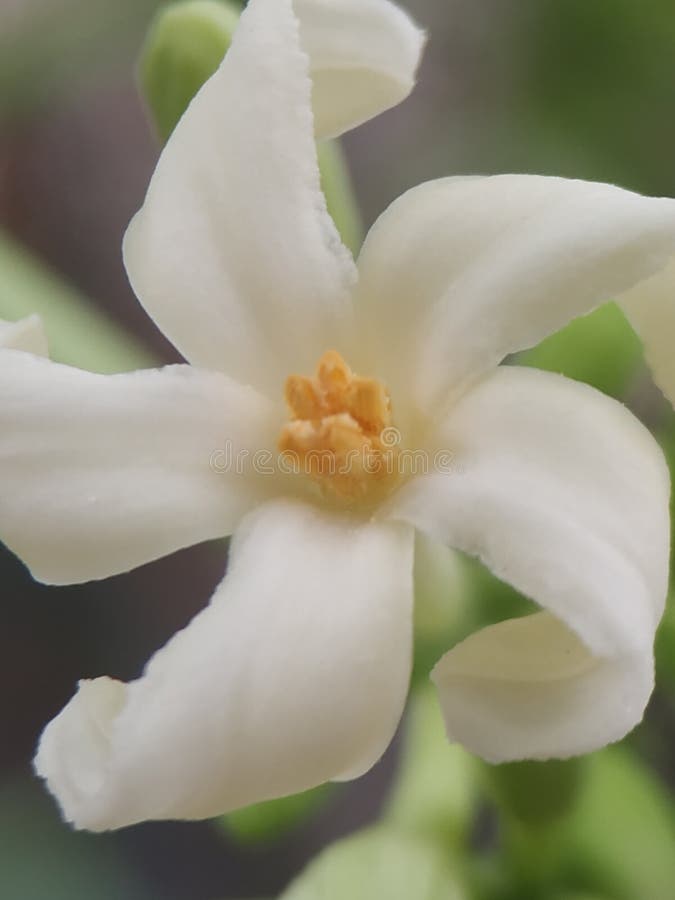 The white papaya flower stock image. Image of flower - 267042663