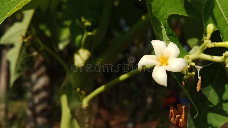 White papaya flowers stock image. Image of plant, yellow - 190092257