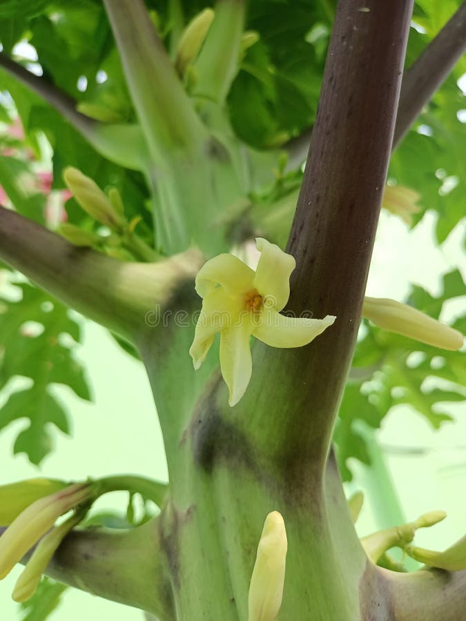 White papaya Flowers stock photo. Image of garden, botany - 266967142