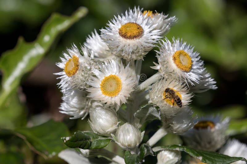 White Paper Daisy stock photo. Image of flower, plant - 192045592