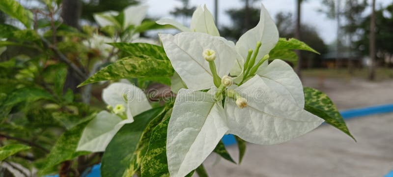 White Paper Flowers Growing in the Garden Stock Photo - Image of fresh ...