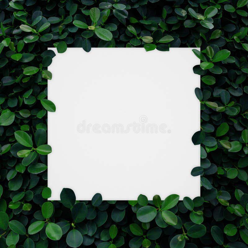White Paper Frame on Green Leaves Wall Stock Illustration ...
