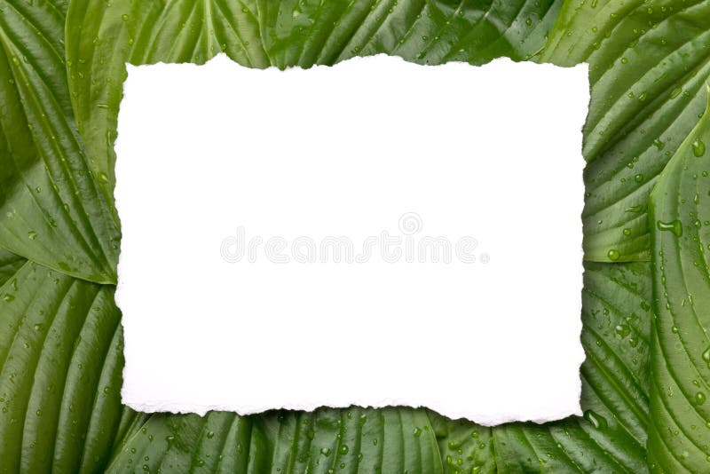 White Paper Frame with Place for Text on Tropical Background. Nature ...