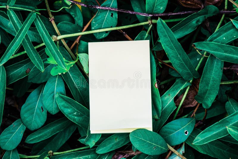 White Paper with Green Leaf for Note. Stock Photo - Image of life ...