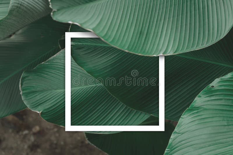 White Paper Square Frame with Green Leaf Background. Creative Nature ...