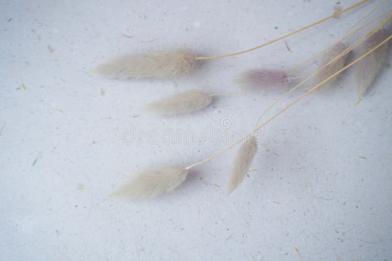 White Paper Texture Background with Dry Grass and Copy Space for Text ...