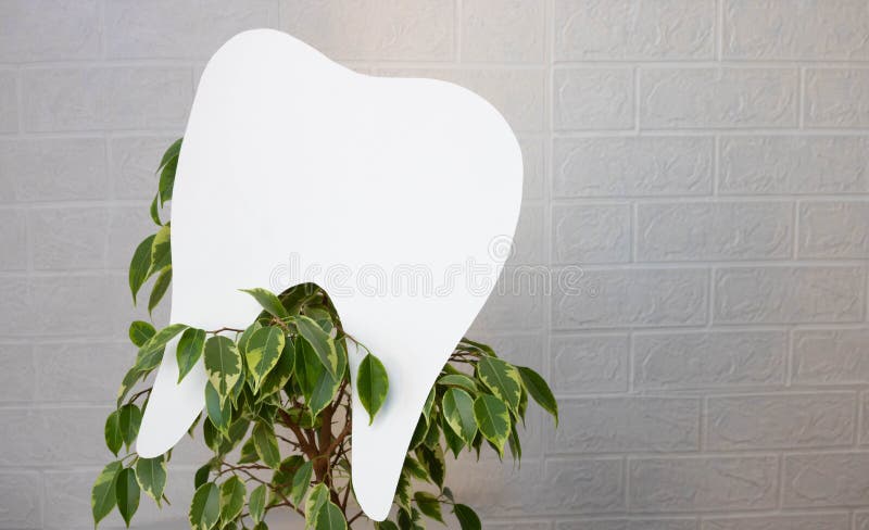 White Paper Tooth on Ficus Branches. the Concept of Dentist S Day ...