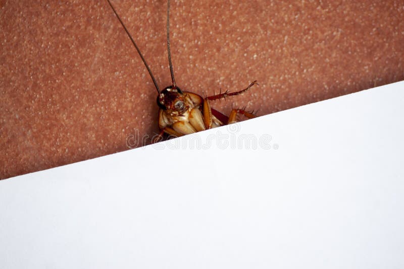 Cockroach and White Paper Half for Presentation. Stock Photo - Image of ...