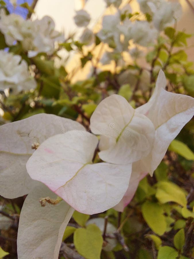 White Papper Plant Seen in India Stock Photo - Image of white, dubai ...