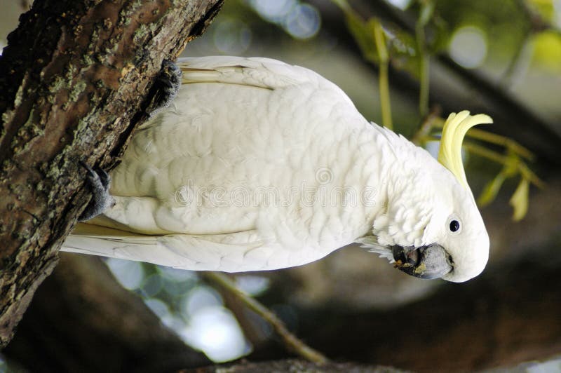 White parrot stock photo. Image of resting, paradise, macaw - 1152360