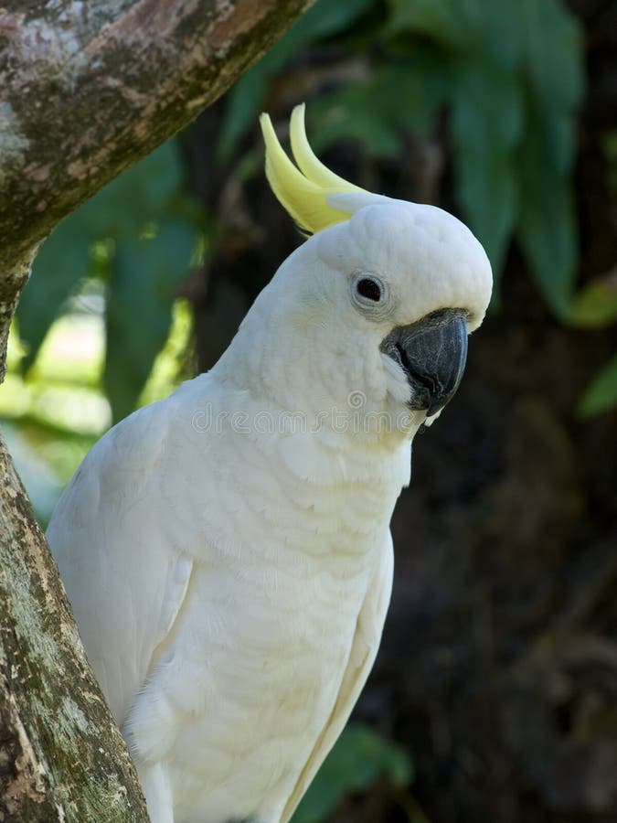 Red blue Ara parrot stock image. Image of macaw, avian - 29983397