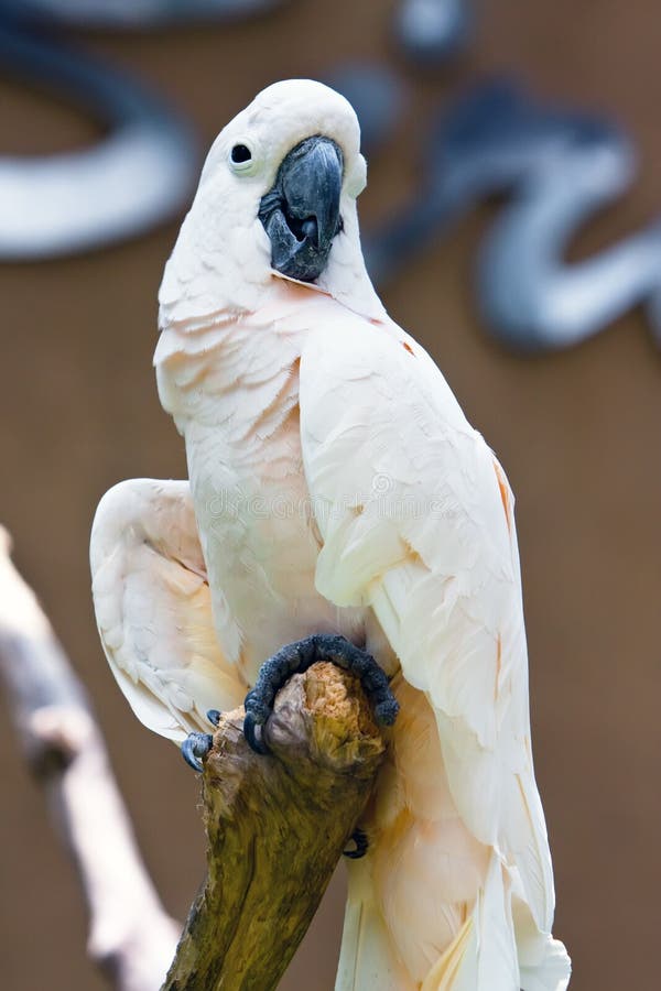 White parrot stock image. Image of bird, wing, carribean - 18133547