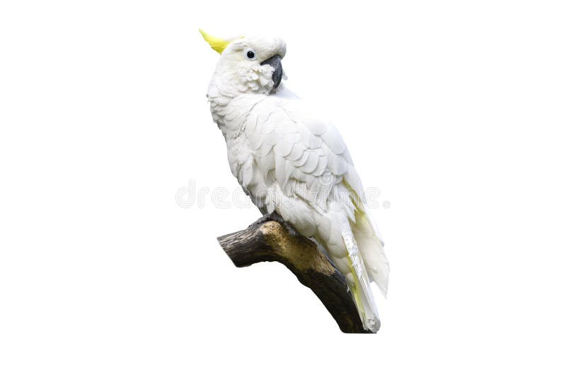 White parrot stock photo. Image of park, animal, parakeet - 23968676