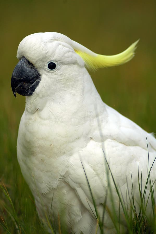 White parrot stock photo. Image of wings, nature, tropics - 2863620