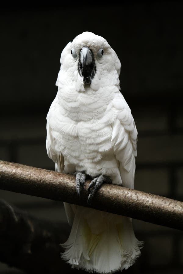White parrot stock photo. Image of animal, parrot, bird - 39629490
