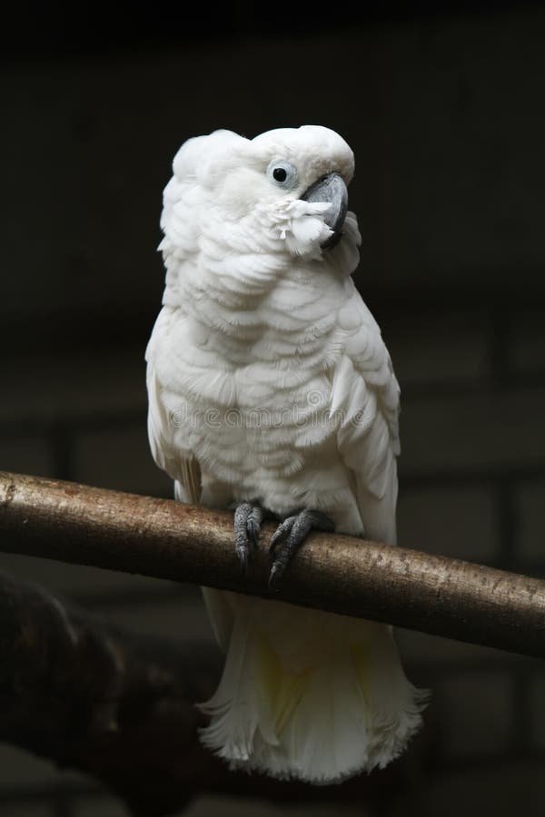 White parrot stock image. Image of feather, sing, branch - 39630085