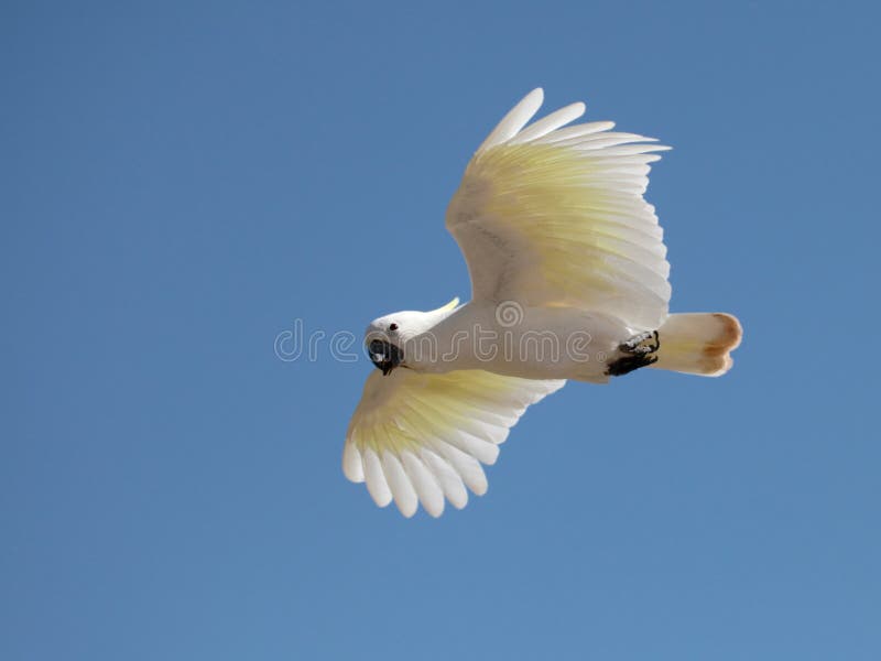 White parrot stock image. Image of tropical, crested - 30617969
