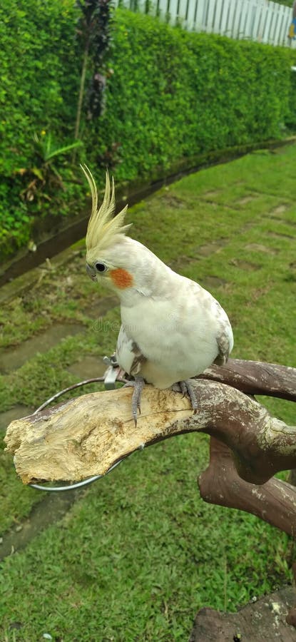 White Parrot beautiful stock image. Image of beautiful - 264046215