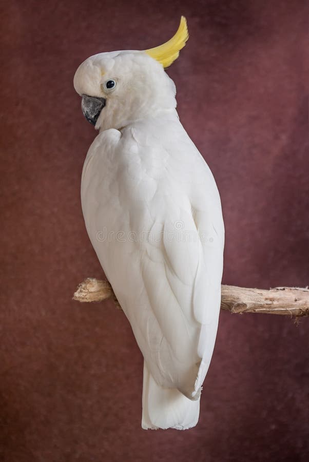 513 Kakadu Parrot Stock Photos - Free & Royalty-Free Stock Photos from ...