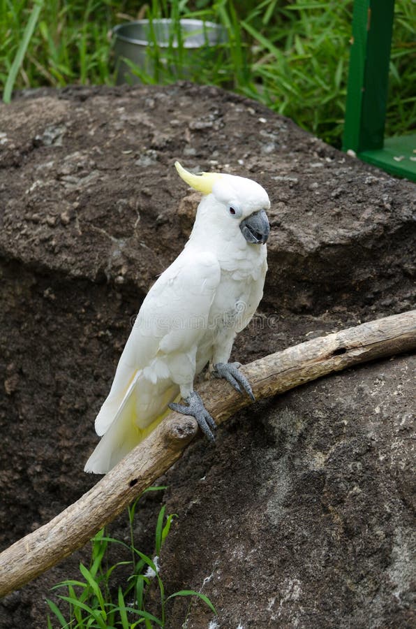 White parrot stock image. Image of colored, tropical - 63182625